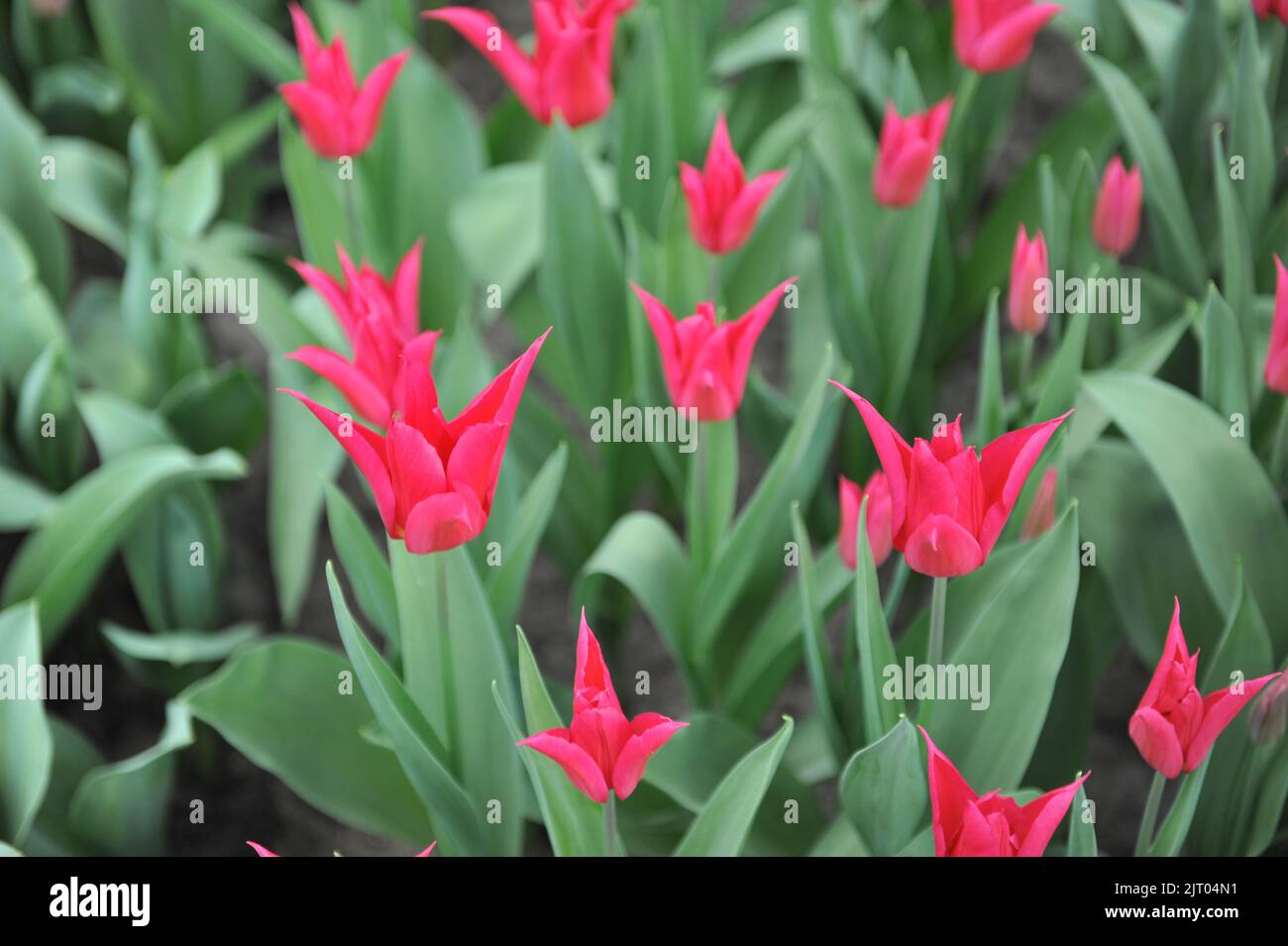 Red lily-flowered tulips (Tulipa) Queen Rania bloom in a garden in ...
