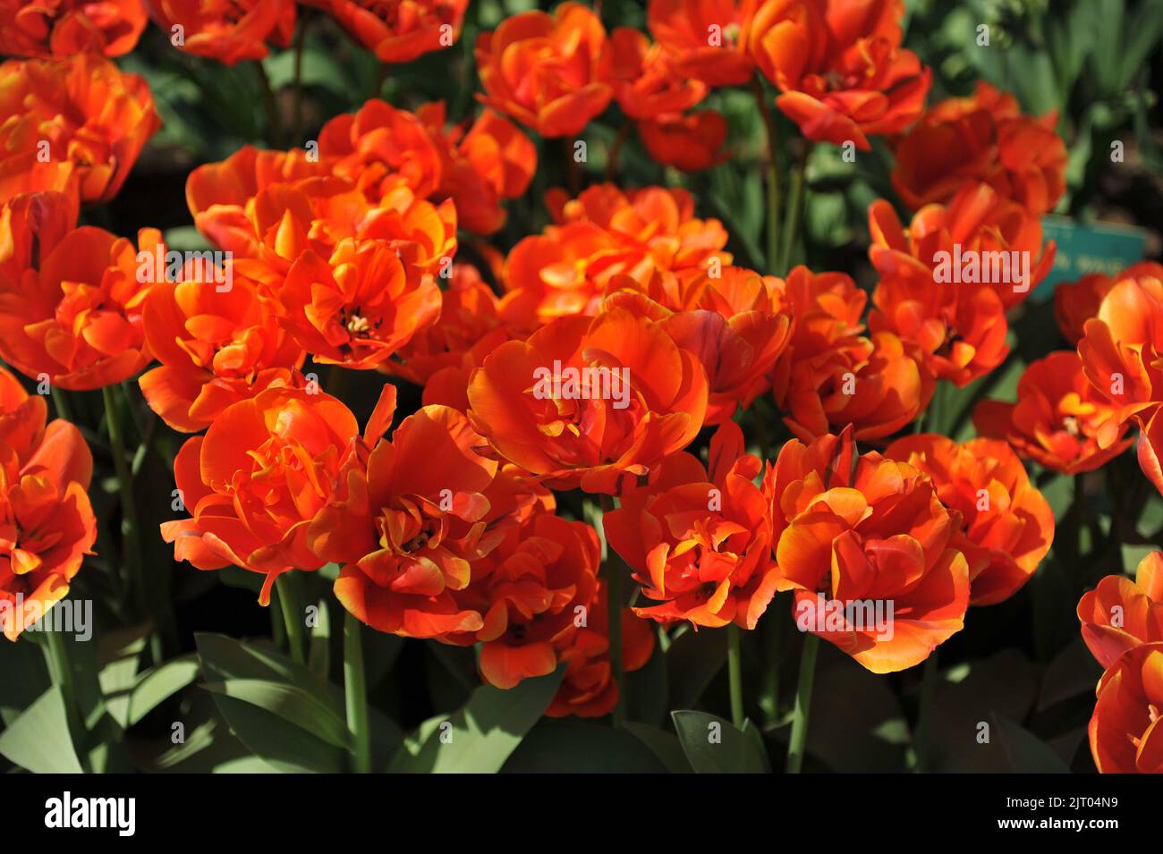 Orange peony-flowered Double Late tulips (Tulipa) Queensday bloom in a ...