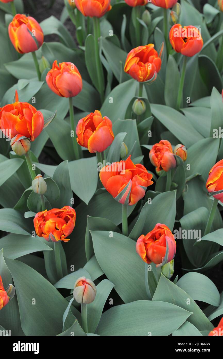Orange peony-flowered Double Late tulips (Tulipa) Queensday bloom in a ...