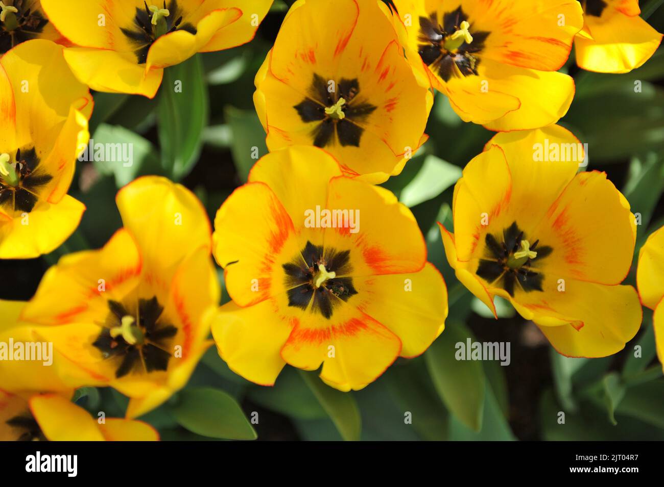 Yellow Darwin Hybrid tulips (Tulipa) Rainbow Warrior bloom in a garden ...