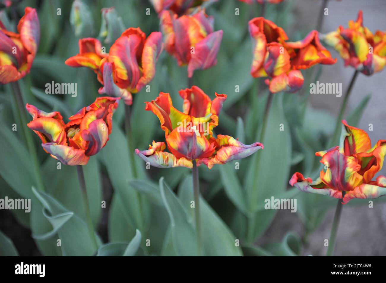 Red and yellow tulips (Tulipa) Rasta Parrot bloom in a garden in April ...