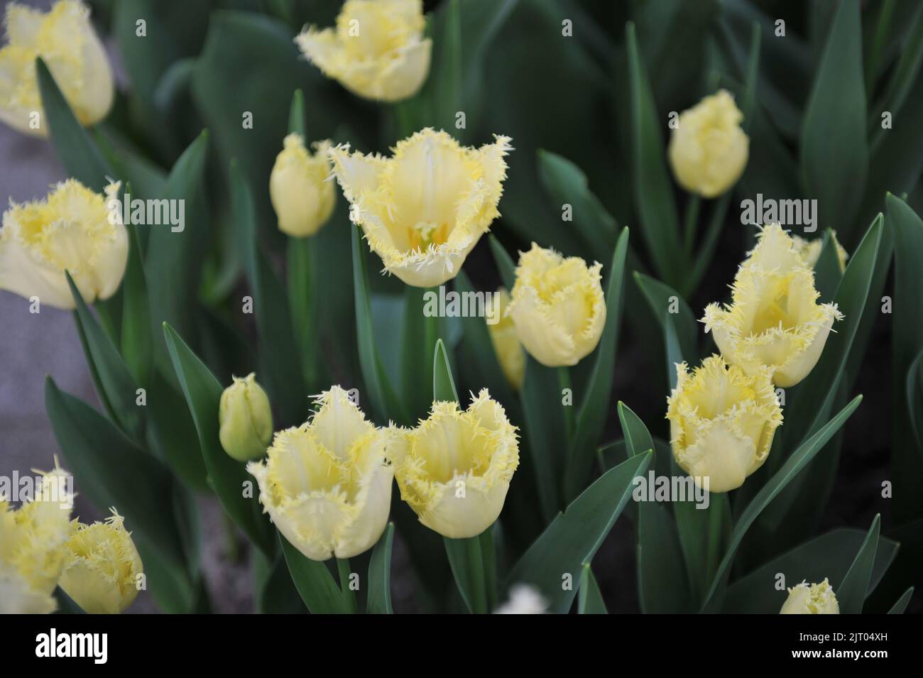 Light yellow fringed tulips (Tulipa) Rebellious Yellow bloom in a ...