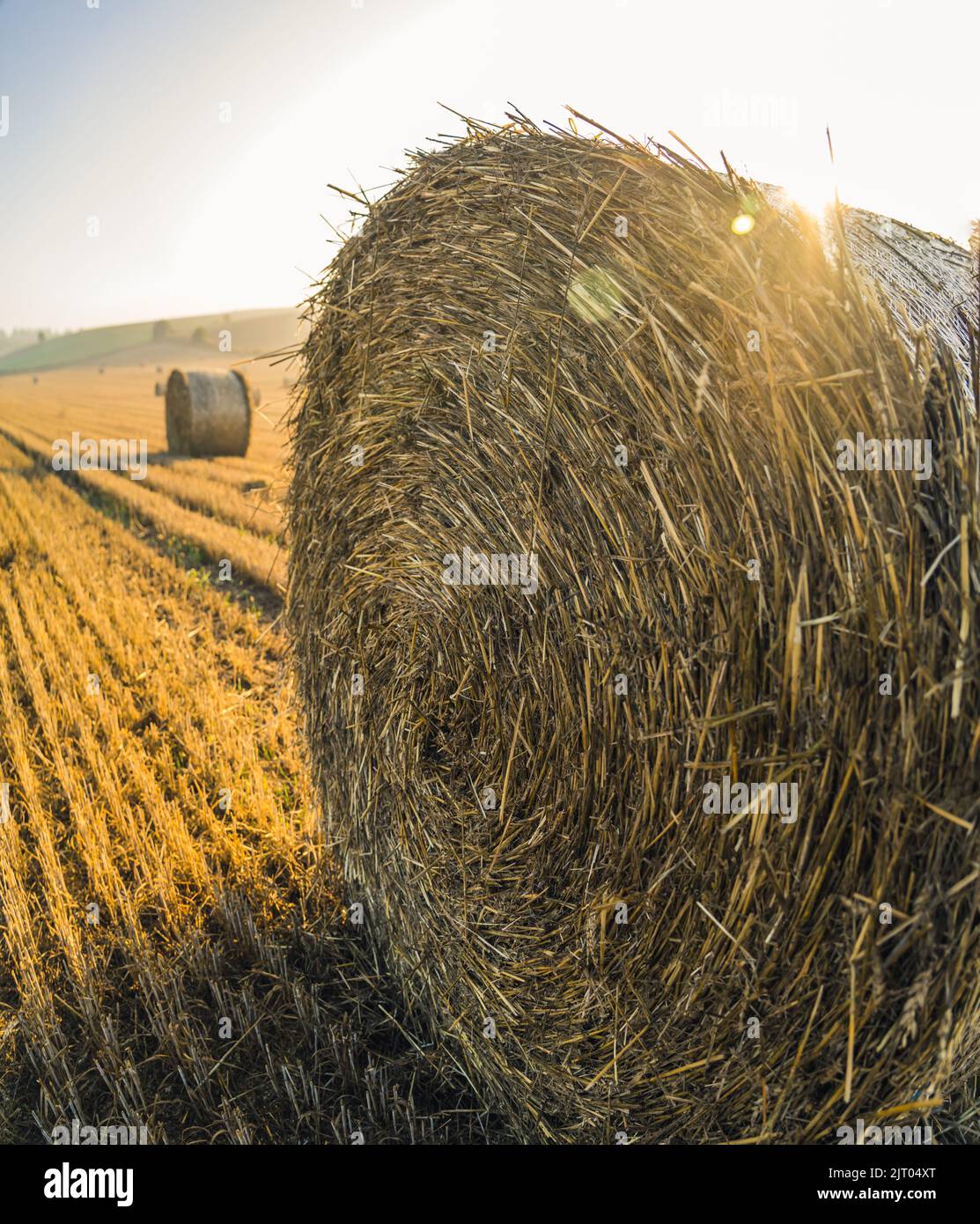 Vast field of grain hi-res stock photography and images - Alamy