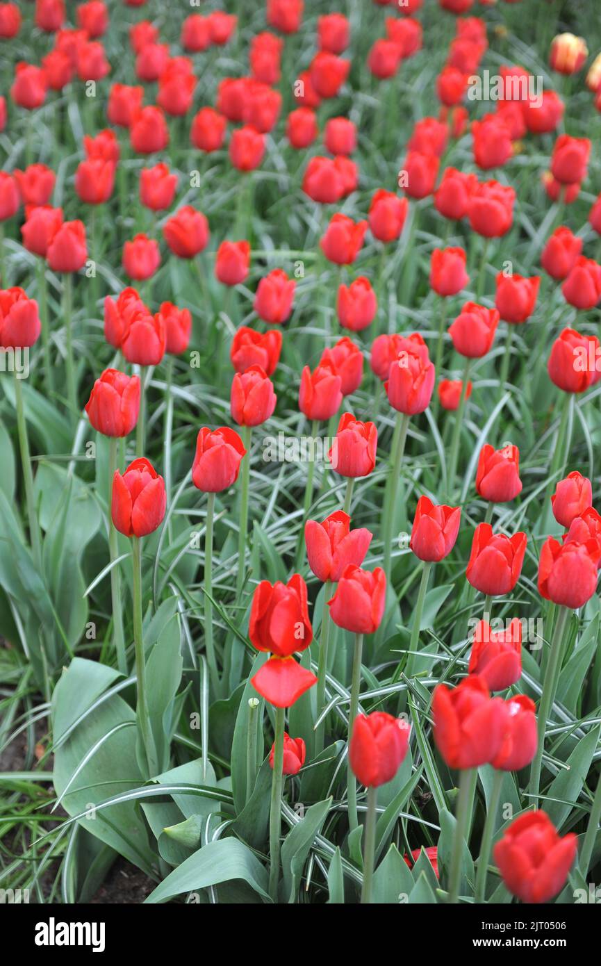 Triumph tulips (Tulipa) Red Baron bloom in a garden in April Stock ...