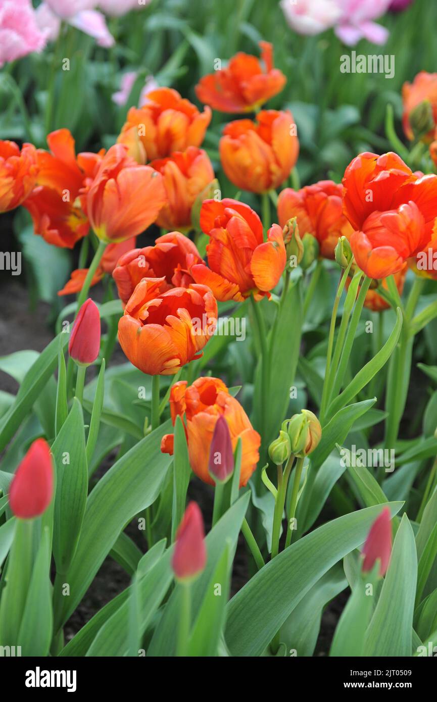 Orange-red tulips (Tulipa) Red Bright Parrot bloom in a garden in April ...