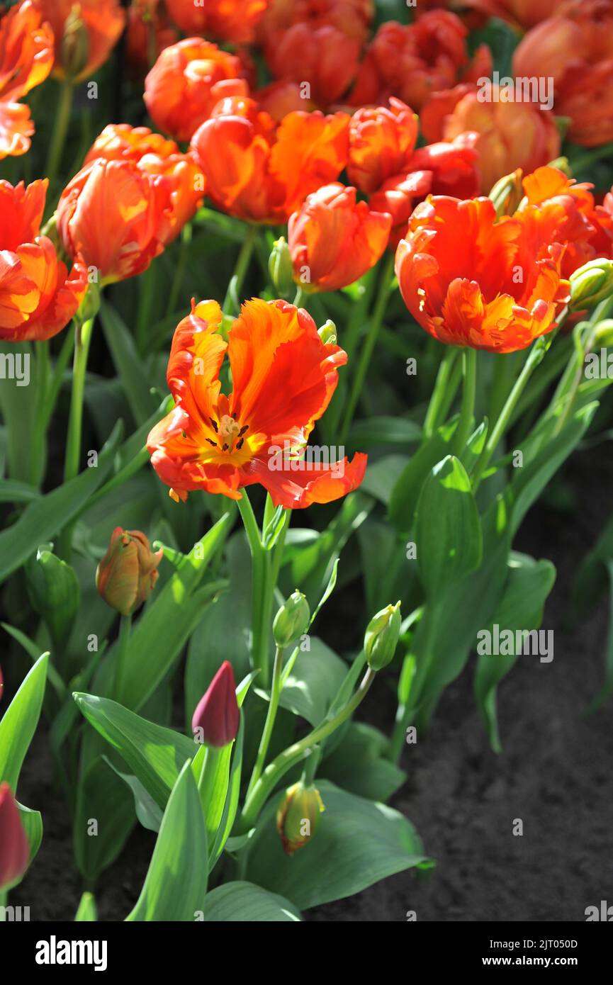 Orange-red tulips (Tulipa) Red Bright Parrot bloom in a garden in April ...