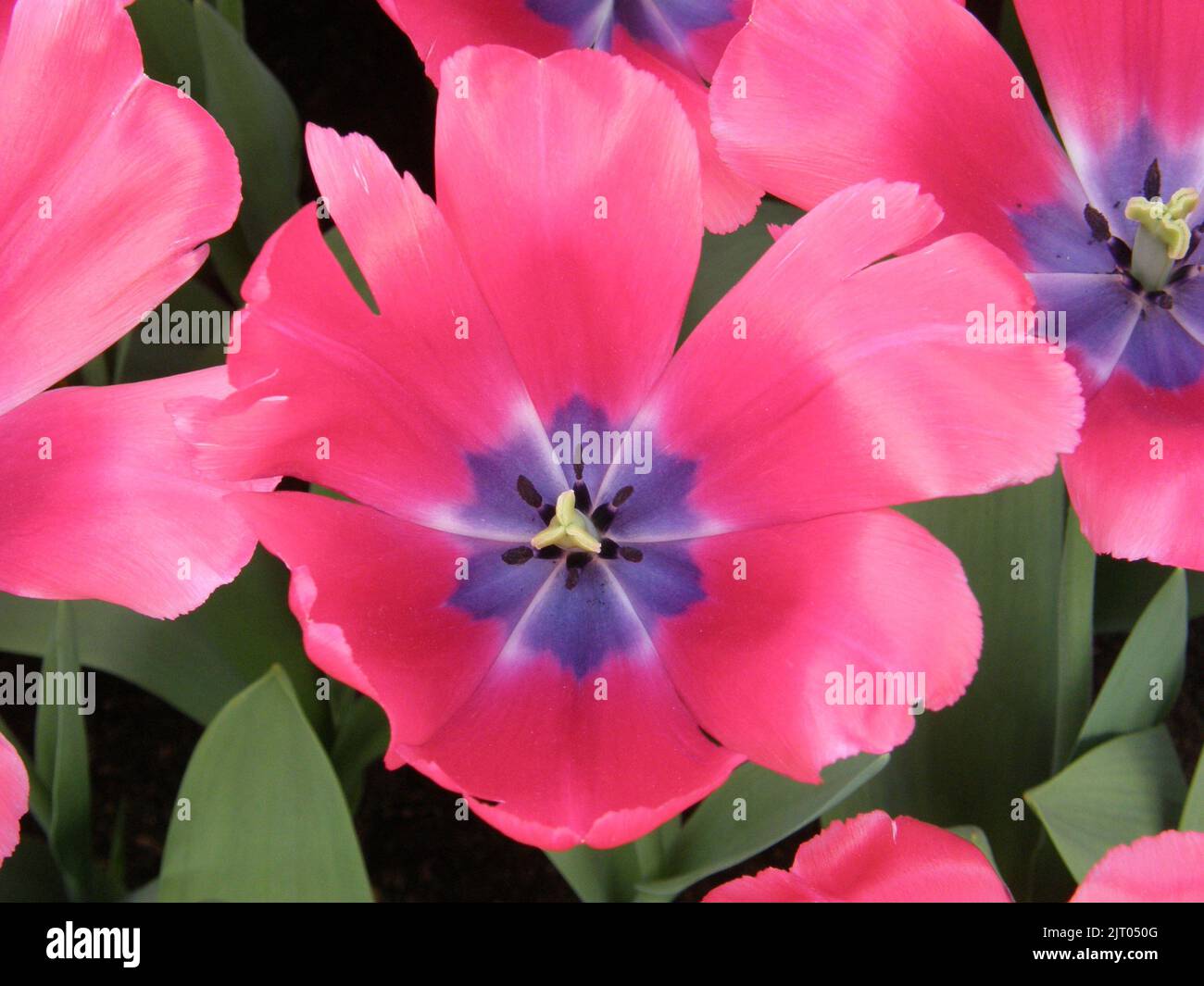 Pink Triumph tulips (Tulipa) Red Bull bloom in a garden in April Stock ...