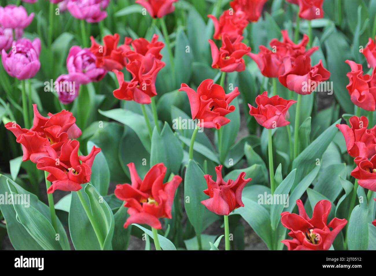 Coronet tulips (Tulipa) Red Dress bloom in a garden in April Stock ...