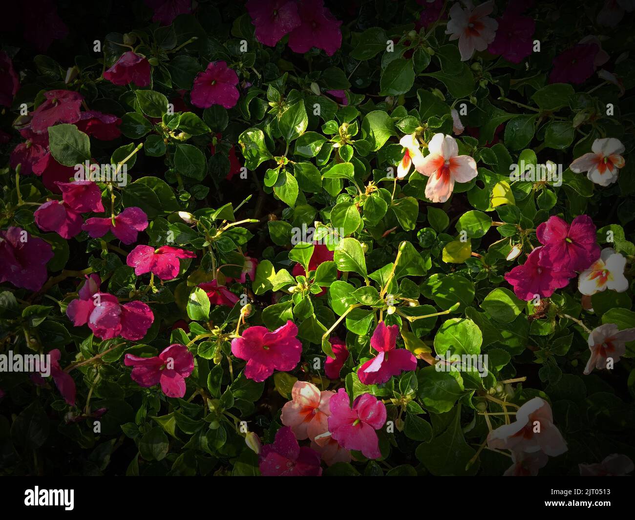 Photograph of colorful flowers in the front yard Stock Photo - Alamy