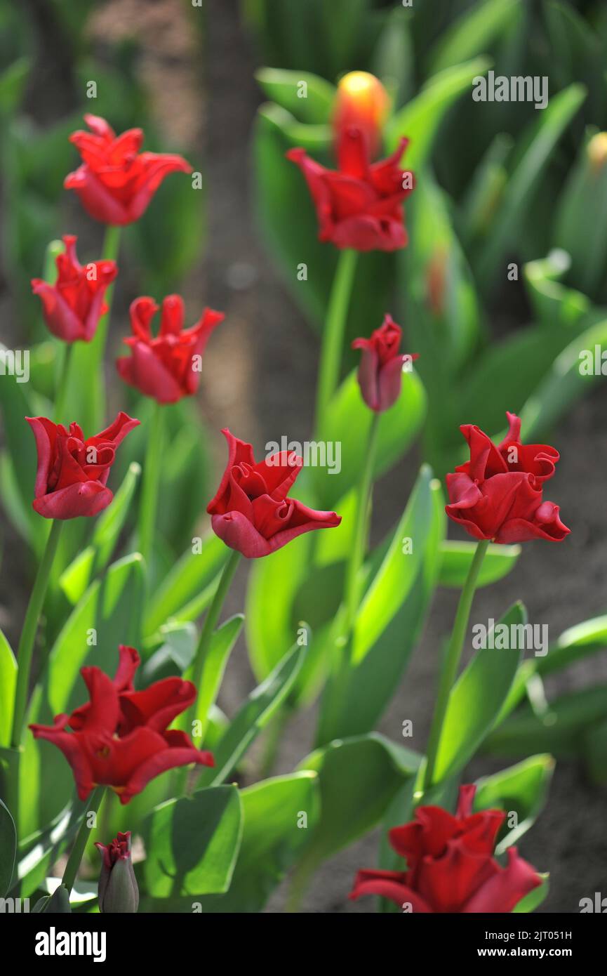 Coronet tulips (Tulipa) Red Dress bloom in a garden in April Stock ...