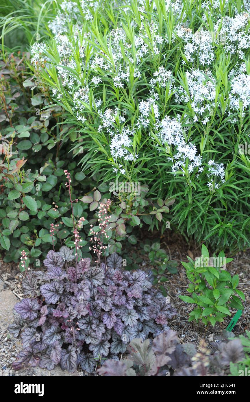 A flower border in a garden with a purple Heuchera and a bluestar ...