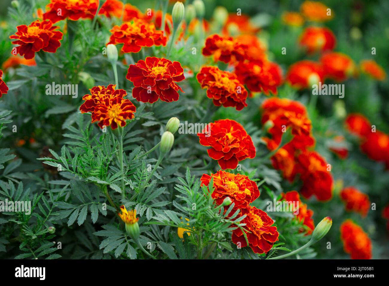 Ukrainian marigolds hi-res stock photography and images - Alamy