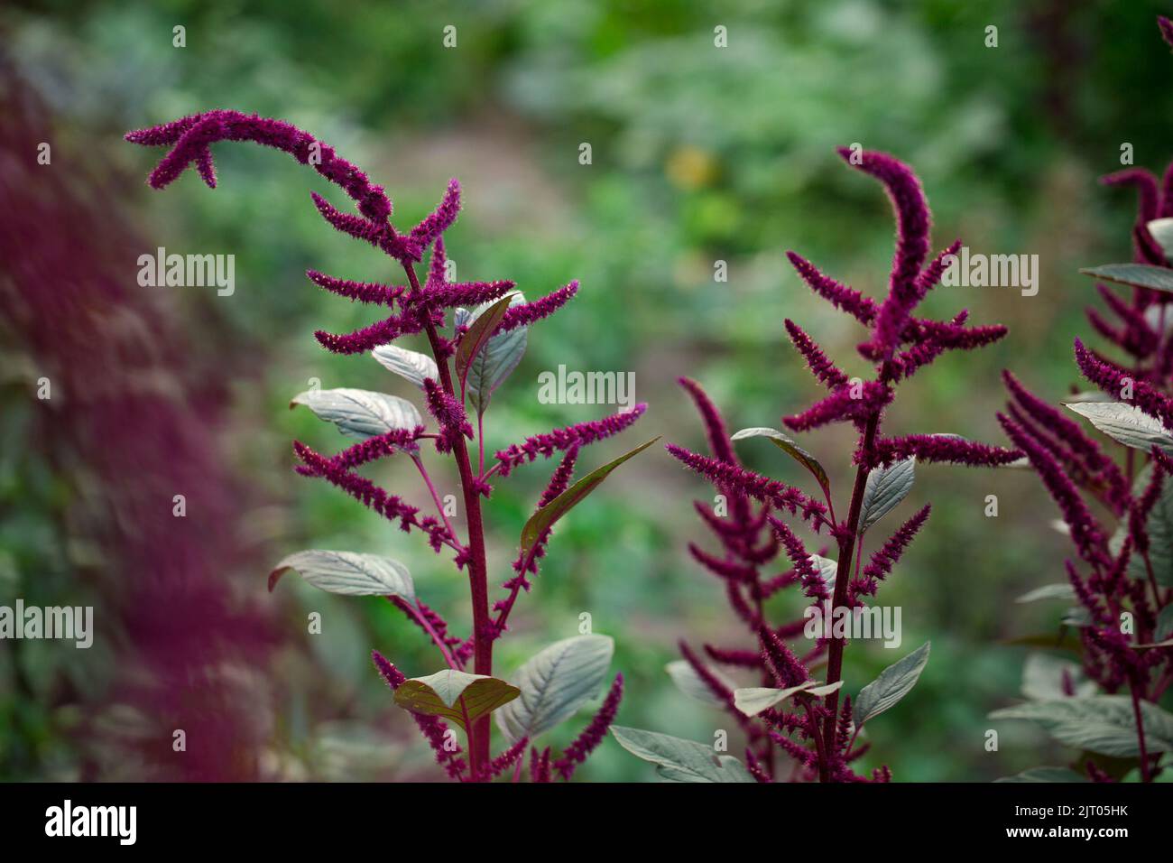 Blooming burgundy amaranth in the summer garden Stock Photo - Alamy
