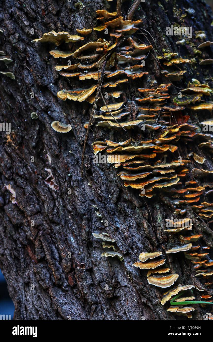 Turkey tails hi-res stock photography and images - Alamy
