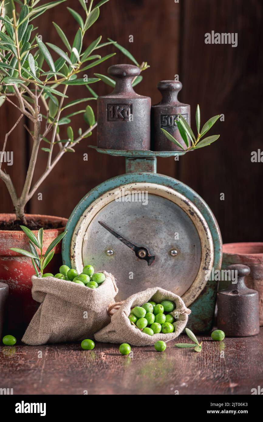 Small raw olives as the main ingredient of olive oil. Green olives ...