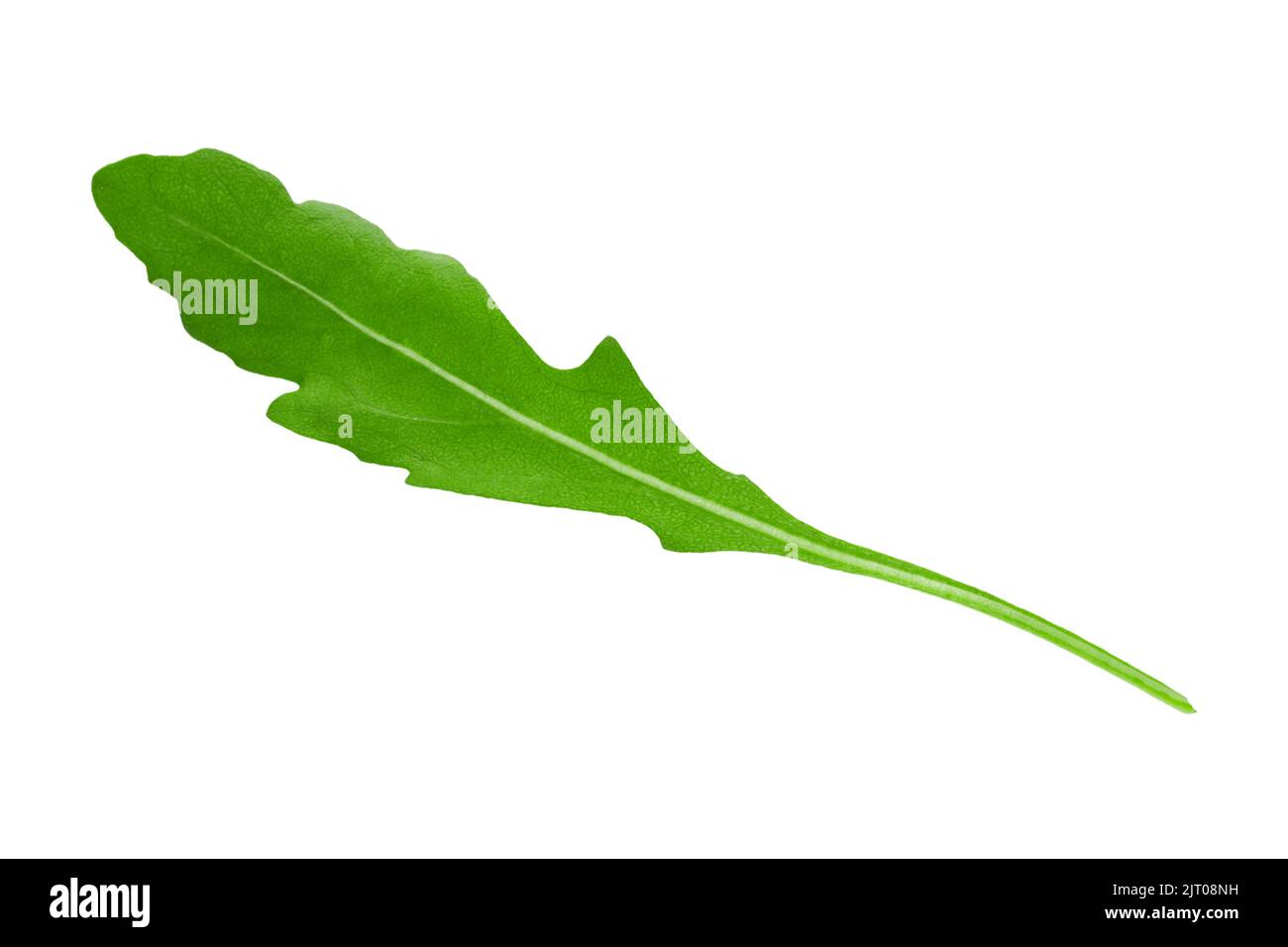 One leaf of arugula on a white background isolated. Fresh green rocket ...