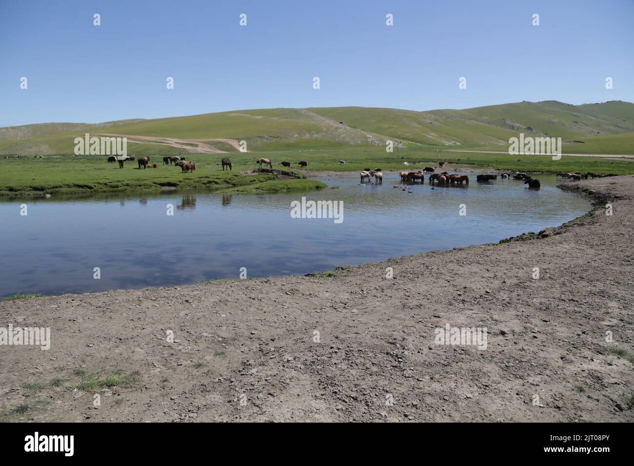 in the land of mongolia the nature and environment Stock Photo - Alamy