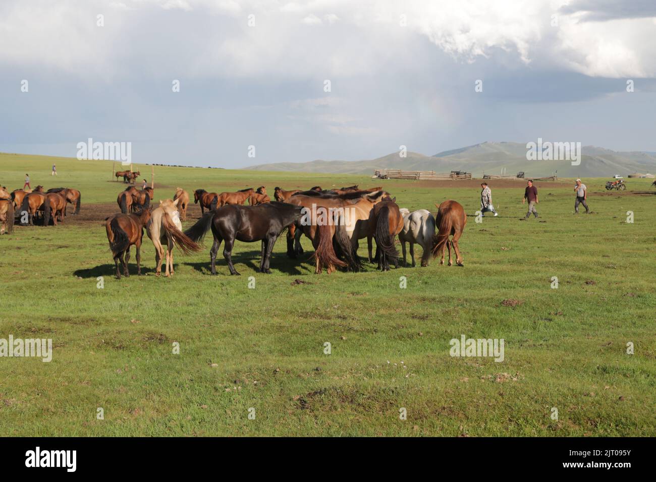 in the land of mongolia the nature and environment Stock Photo - Alamy