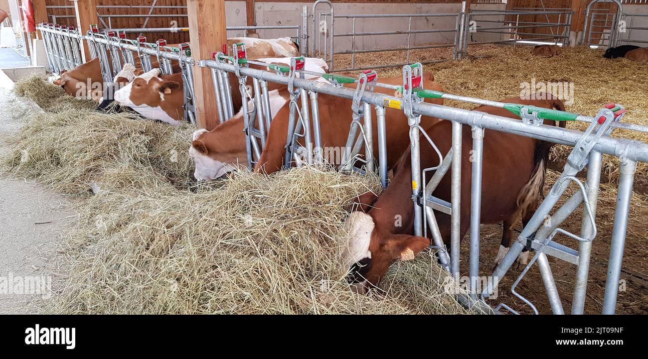 A shot of cows standing in a dutch stable and eating hay on the farm ...