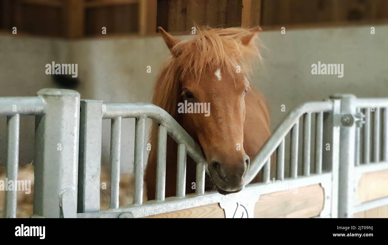 A selective focus of a horse standing in a dutch stable with blurred ...