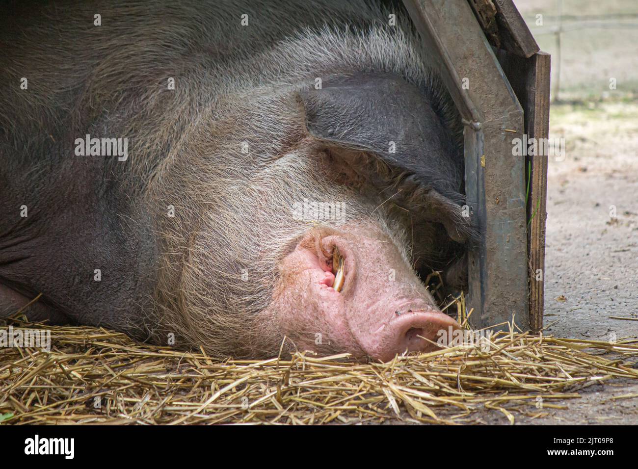 Sleeping on hay hi-res stock photography and images - Alamy