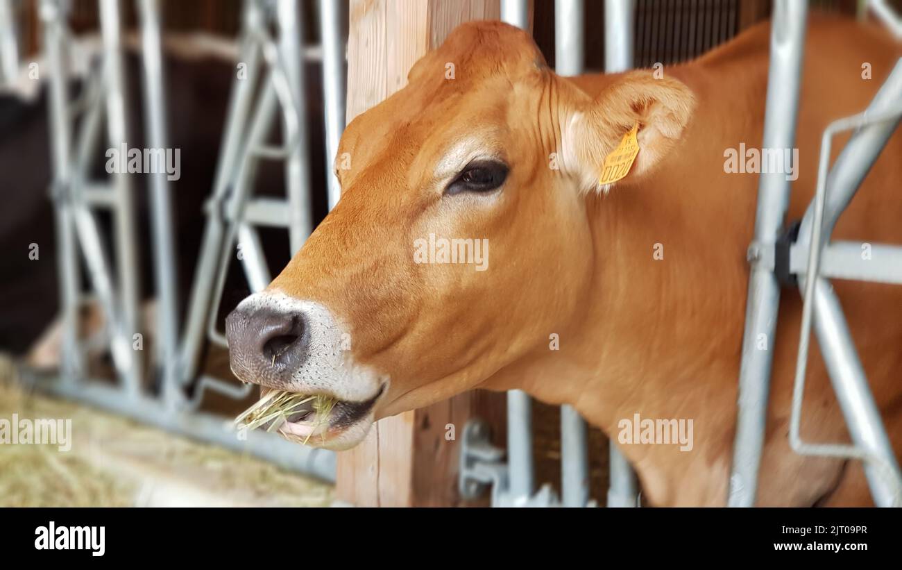 A selective focus of Jersey cattle in a dutch stable with blurred ...