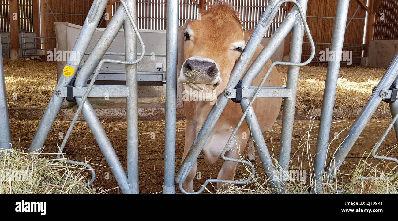 A selective focus of Jersey cattle in a dutch stable with blurred ...