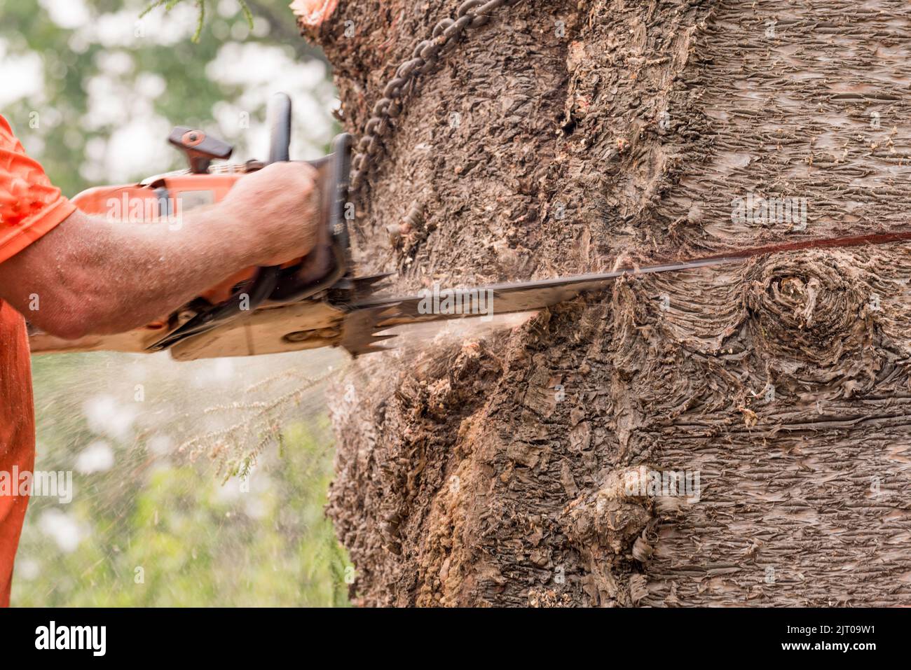 The trunk of a large Hoop Pine tree is chained and cut with a chainsaw ...