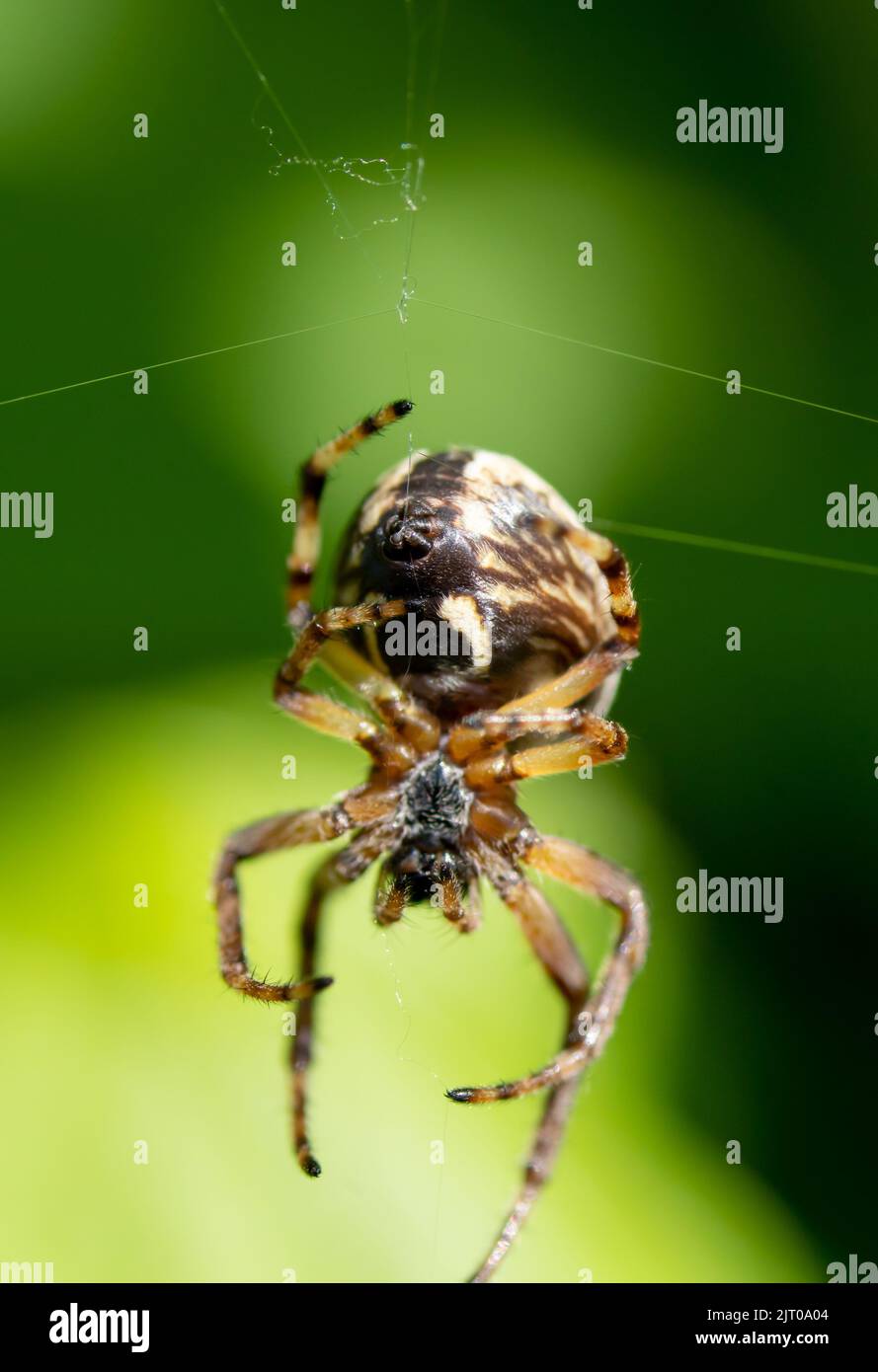 A vertical closeup shot of a cribellate orb weaver spider (Uloboridae ...