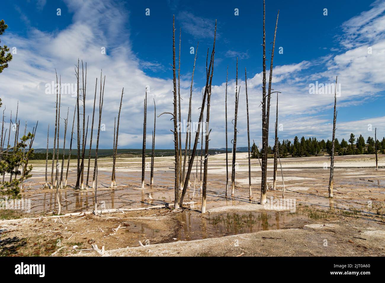 Dead trees at Yellowstone's Fountain Paint Pot Area, Yellowstone ...