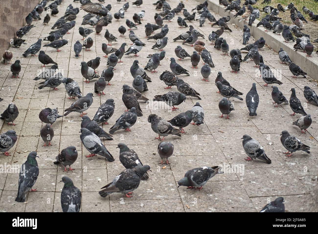 Group of pigeon hi-res stock photography and images - Alamy
