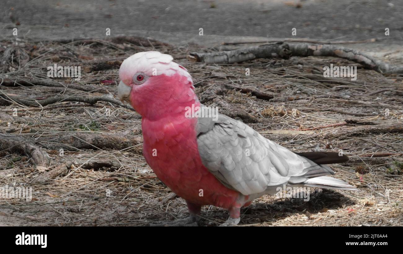 full length view of galah rose-breasted cockatoo bird walking outdoors ...