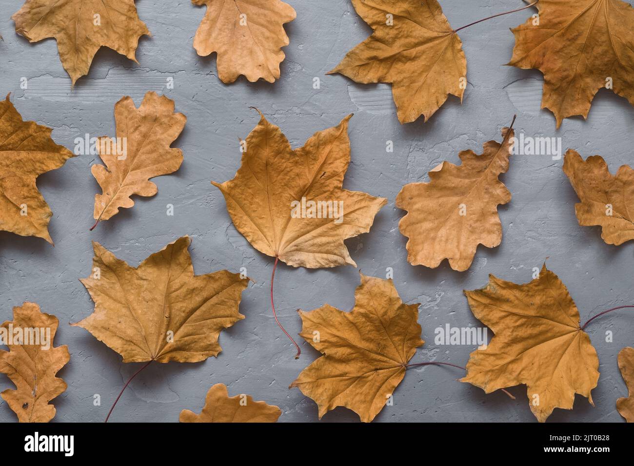 Autumn composition. Pattern made of autumn leaves on dark gray concrete ...