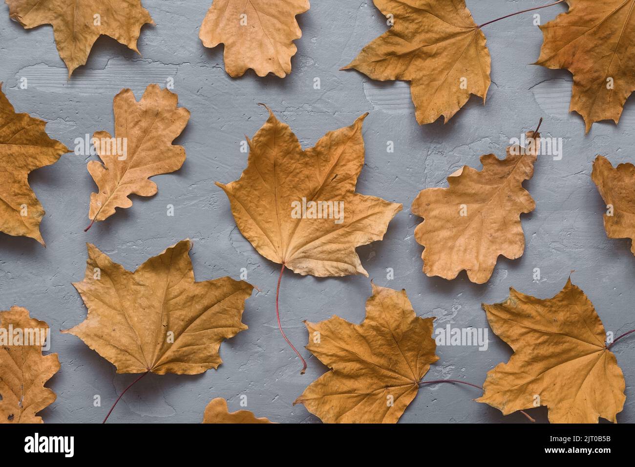 Autumn composition. Pattern made of autumn leaves on dark gray concrete ...