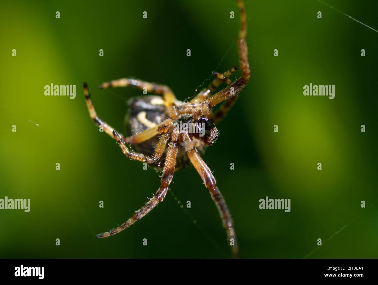 Uloboridae spider hi-res stock photography and images - Alamy