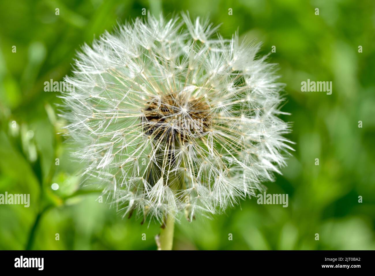 Dandelion field flower hi-res stock photography and images - Alamy