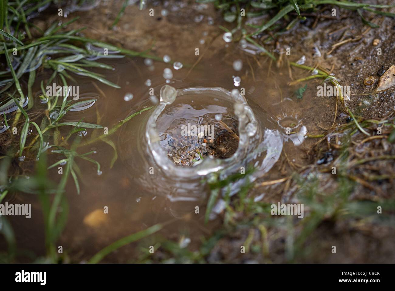A raindrop falling into a small puddle and creating a small water dome Stock Photo - Alamy