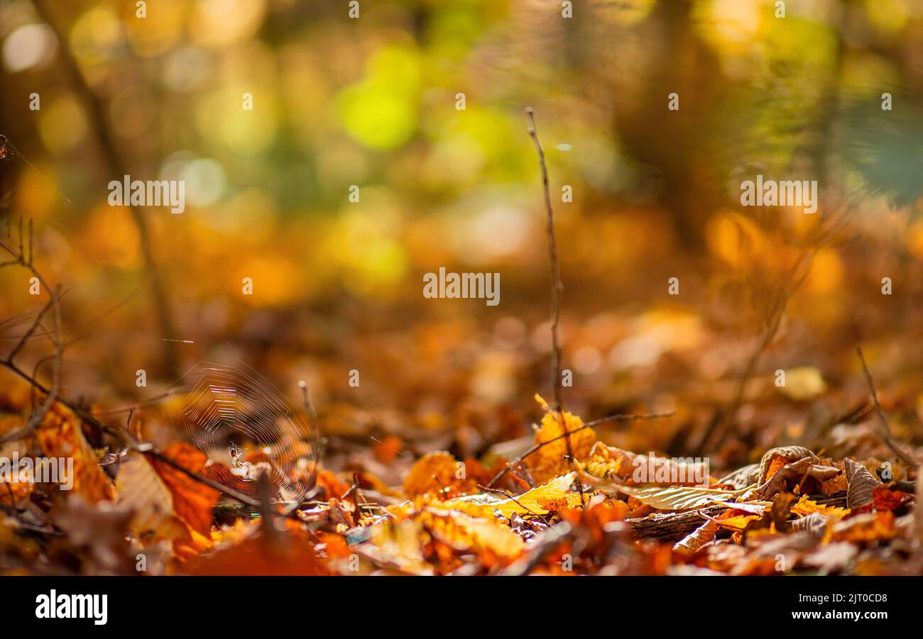 Autumn leaves falling to the ground. Autumn tree leaves falling on ...