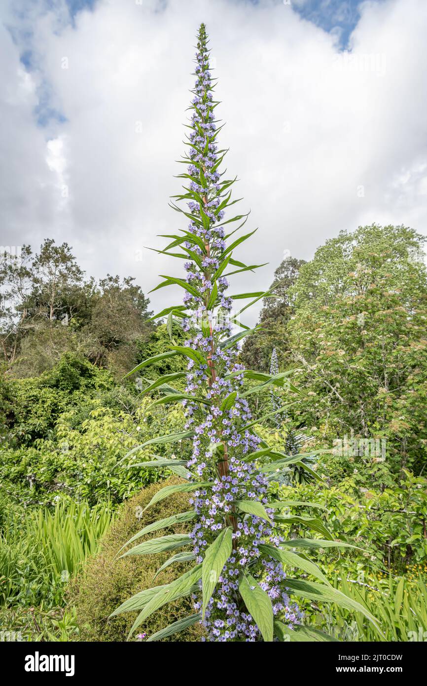 Echium pininana flower spike hi-res stock photography and images - Alamy