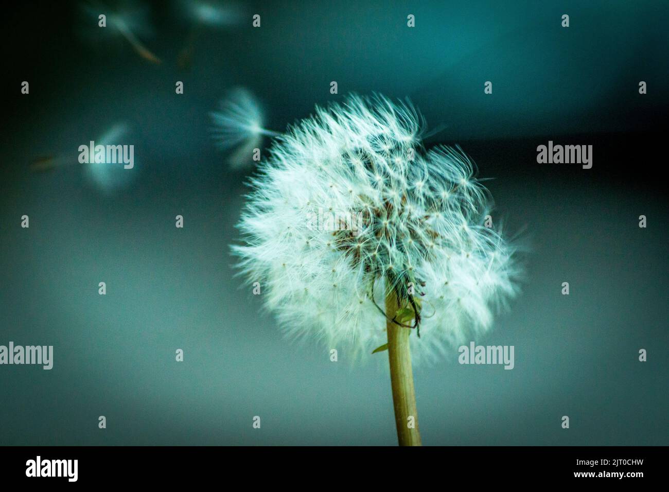 Fluff ball hi-res stock photography and images - Alamy