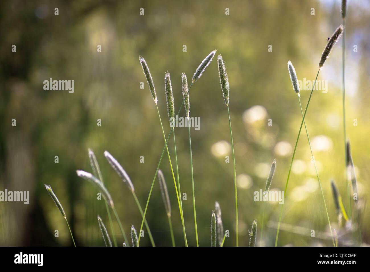 shore grass with beautiful bokeh Stock Photo - Alamy