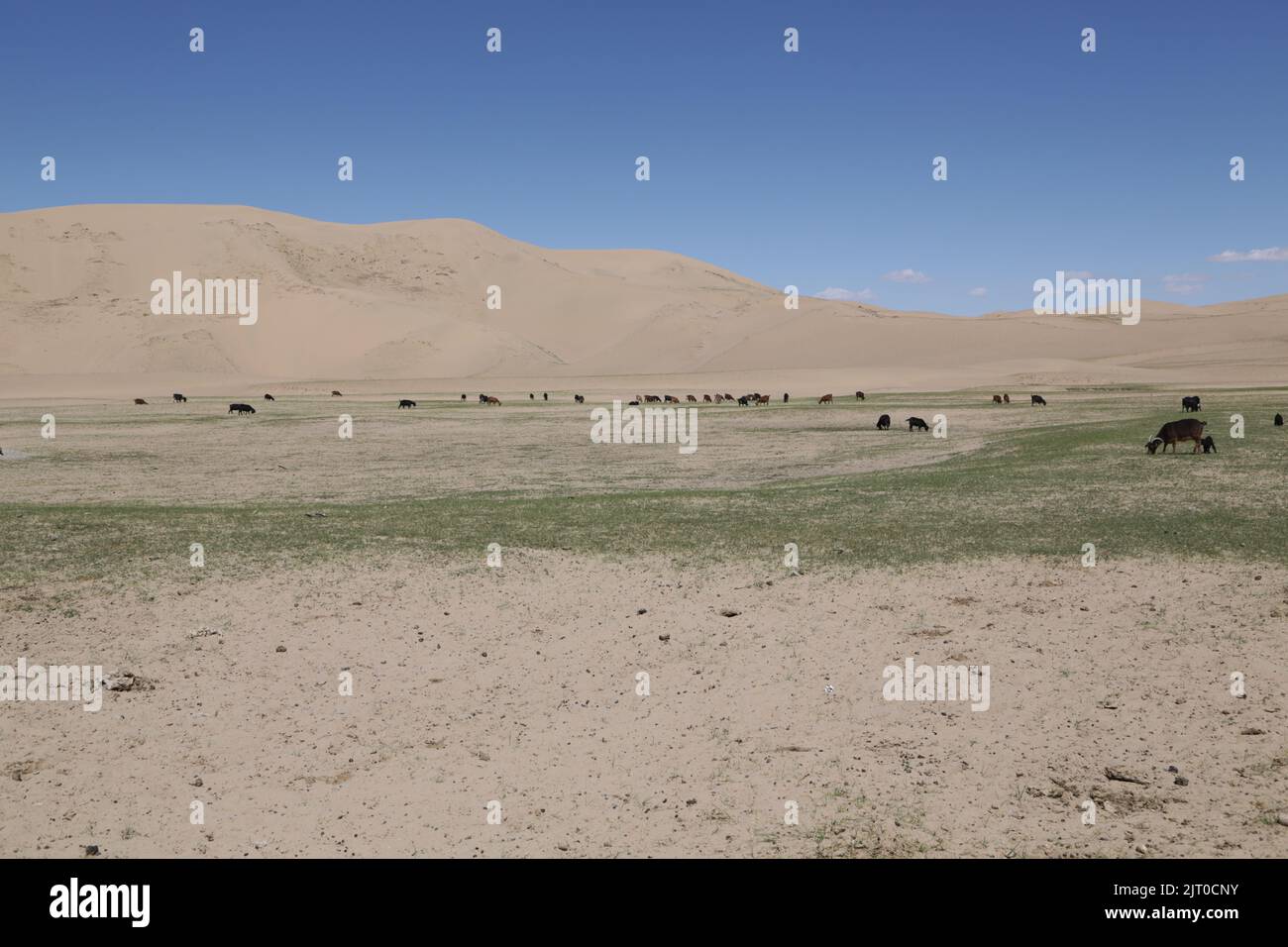 in the land of mongolia the nature and environment Stock Photo - Alamy