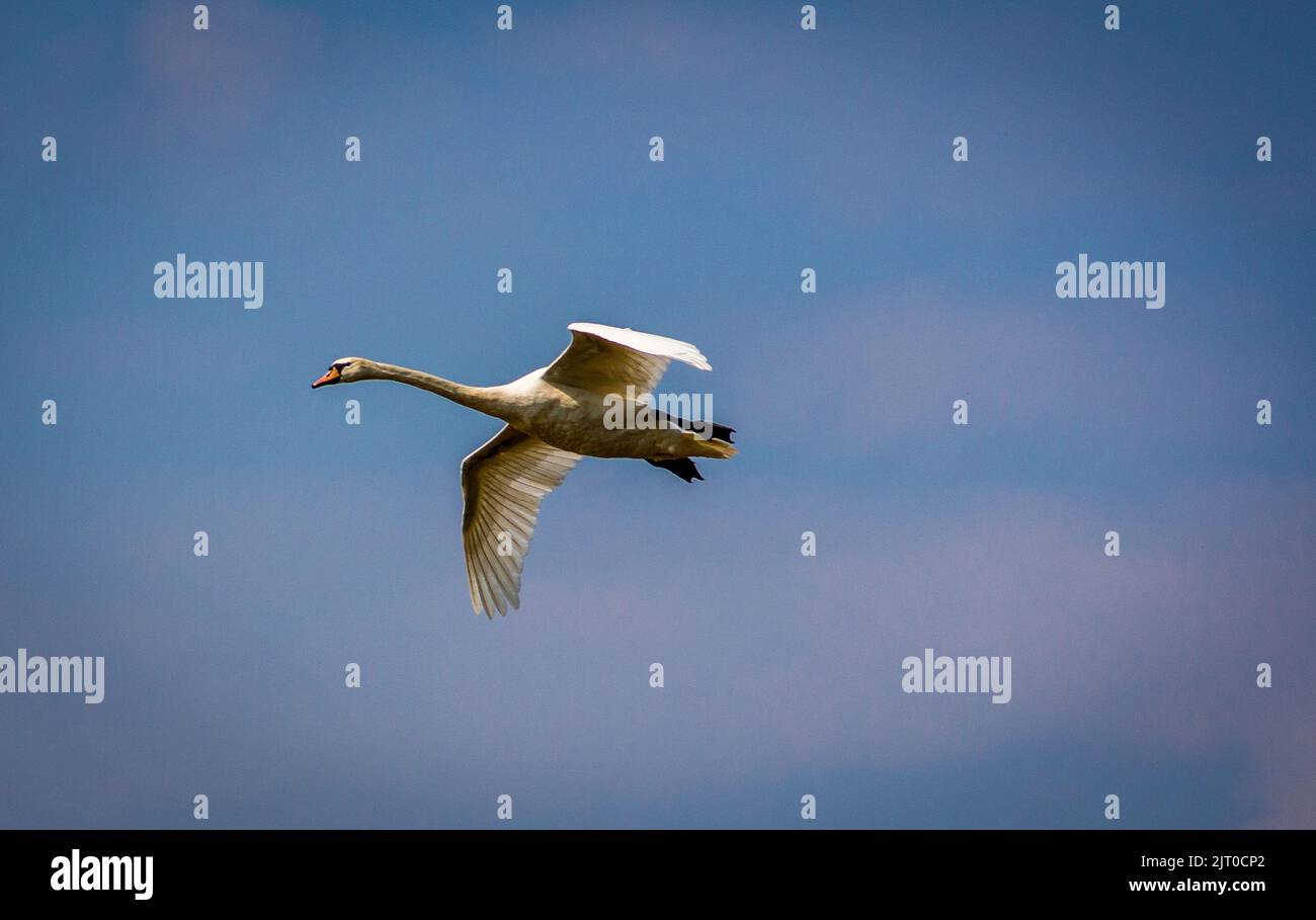 Flying swan hi-res stock photography and images - Alamy