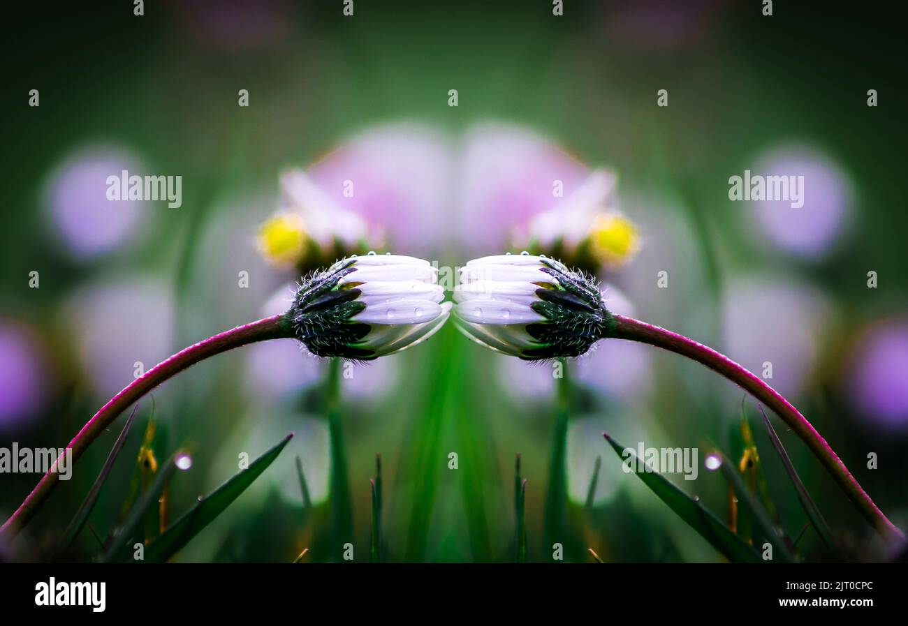 two flowers facing each other Stock Photo - Alamy