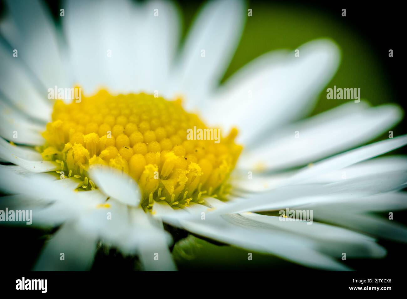 daisy flower close up Stock Photo - Alamy