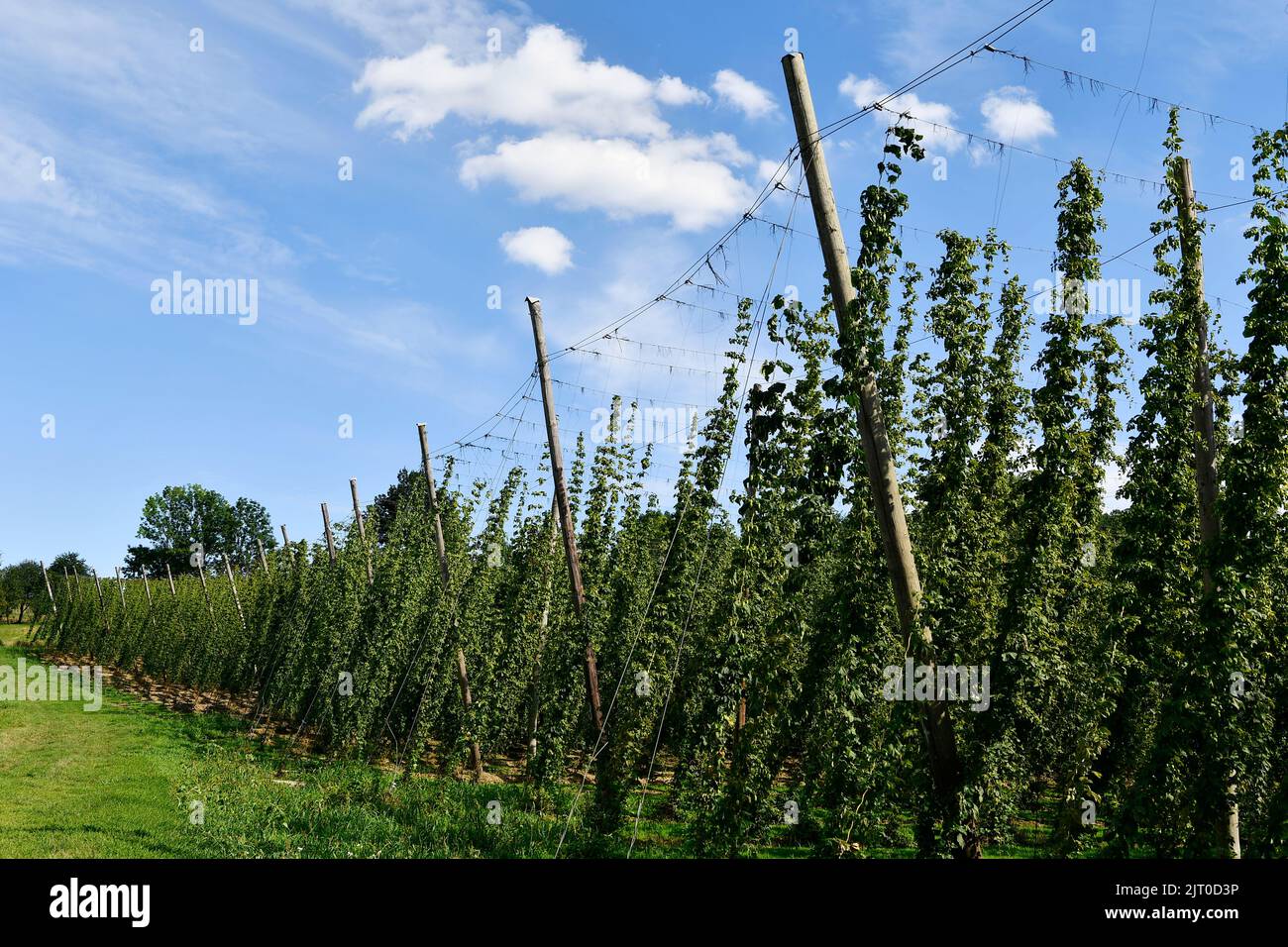 Hop, Hops, Hops ready for harvest, overview, hop garden, hop field, hop ...