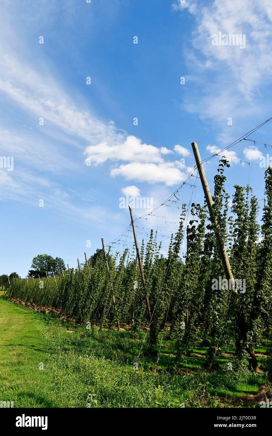 Hop, Hops, Hops ready for harvest, overview, hop garden, hop field, hop ...