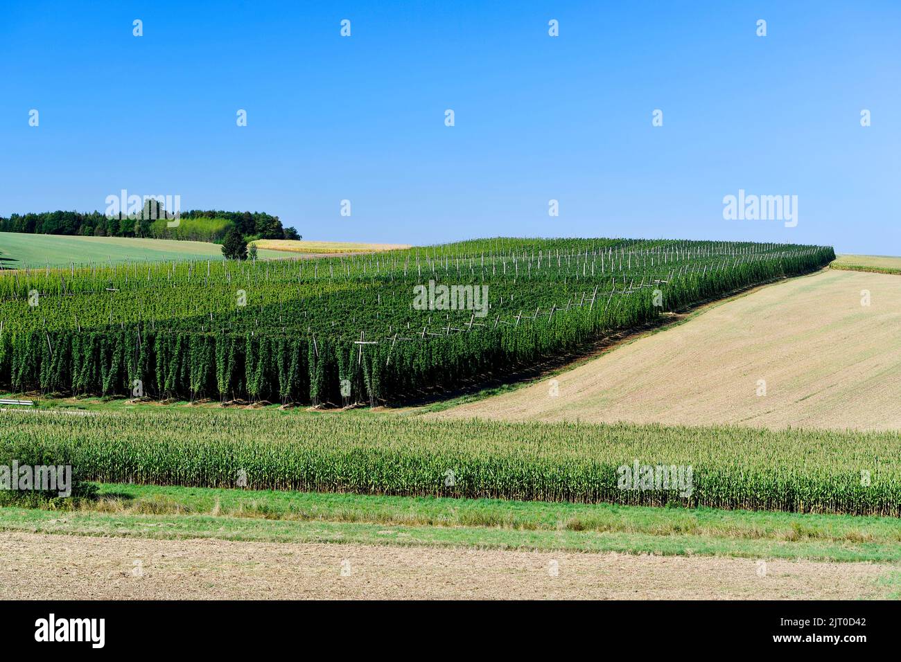 Hop, Hops, Hops ready for harvest, overview, hop garden, hop field, hop ...