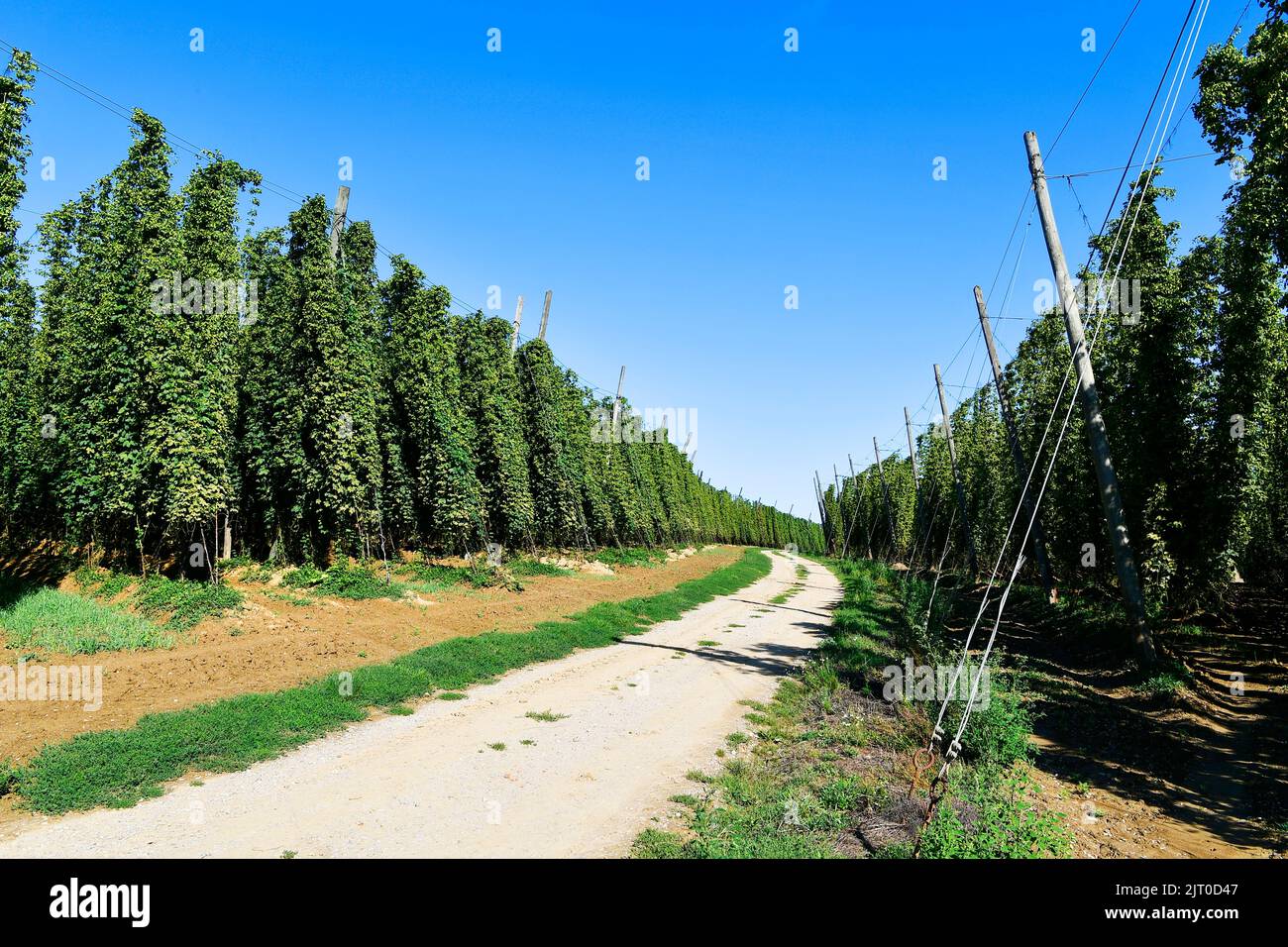 Hop, Hops, Hops ready for harvest, overview, hop garden, hop field, hop ...