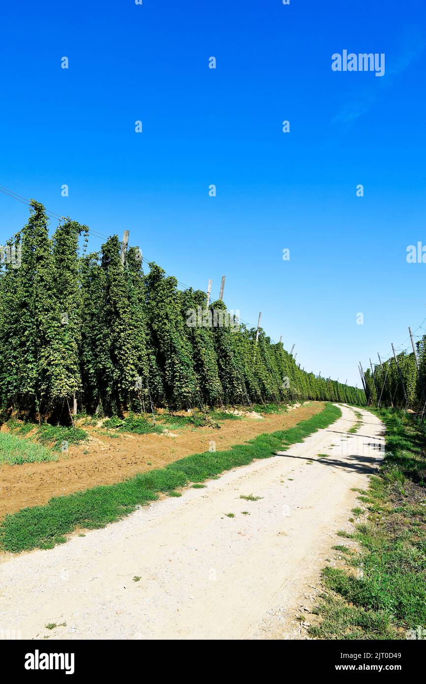 Hop, Hops, Hops ready for harvest, overview, hop garden, hop field, hop ...